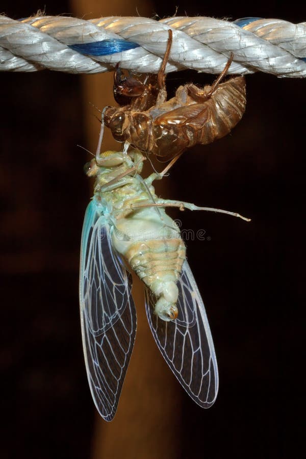 Tibicen Pruinosus Cicada Metamorphosis Stock Photos - Free & Royalty ...