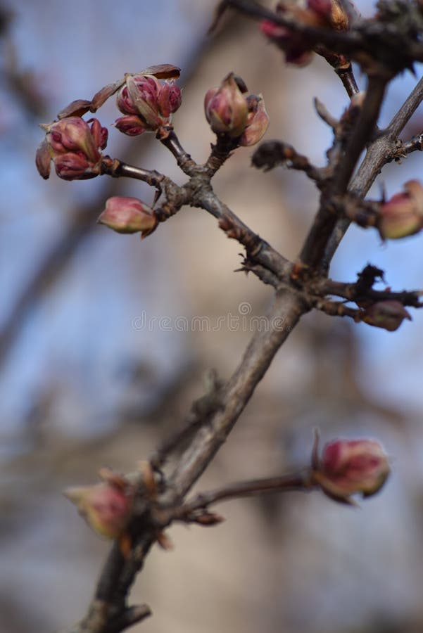 Macro Photo. Clear Winter Day and Blooming Buds on the Branches of ...
