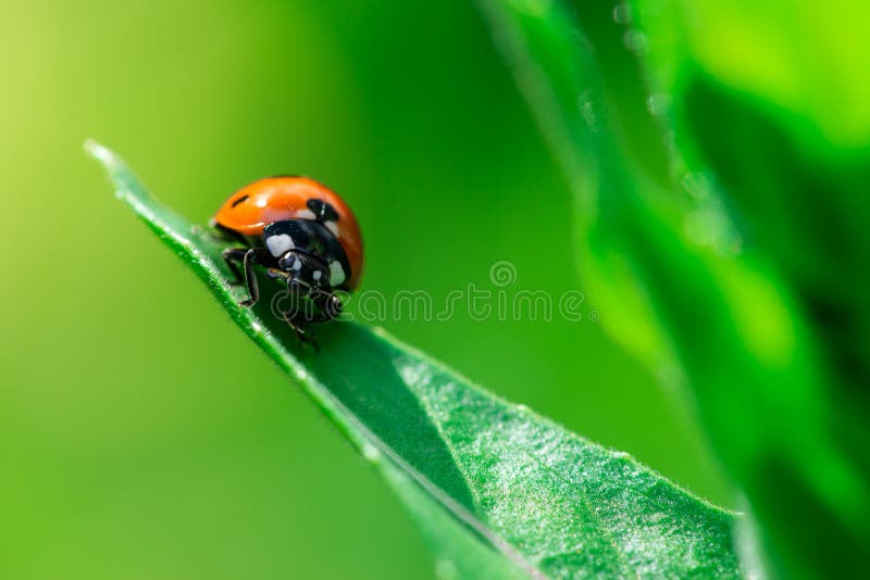 Ladybug Runs Down from a Top of the Leaf, Coccinellidae, Arthropoda ...