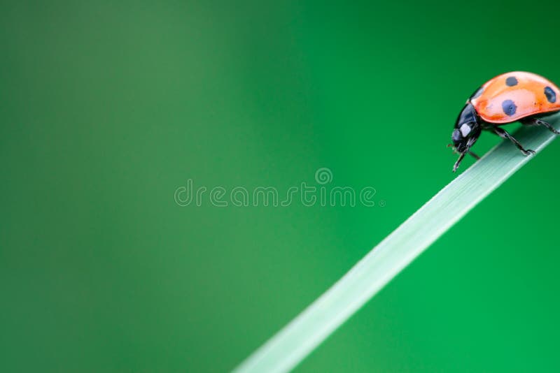 Ladybug Runs Down from a Top of the Leaf, Coccinellidae, Arthropoda ...