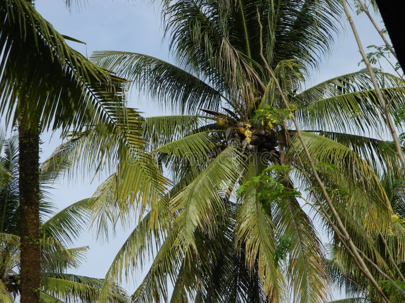 Macro Photo of a Coconut that is Still Intact Comes from a Tall Tree ...