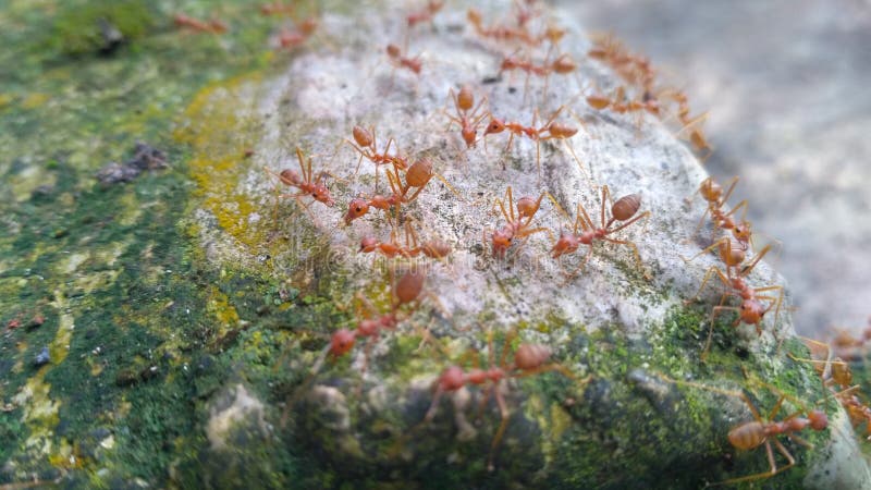 Macro Photo of Collection of Red Ants on an Ancient Building. Stock ...