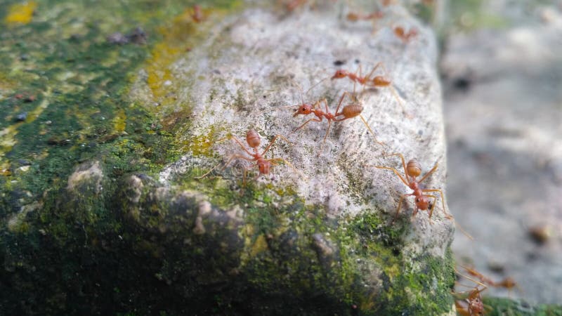 Macro Photo of Collection of Red Ants on an Ancient Building. Stock ...