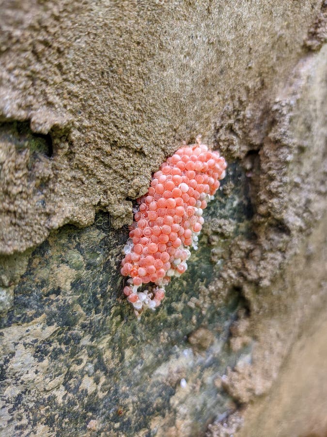 Macro Photo of Conch Eggs on the Wall Stock Photo - Image of animal ...