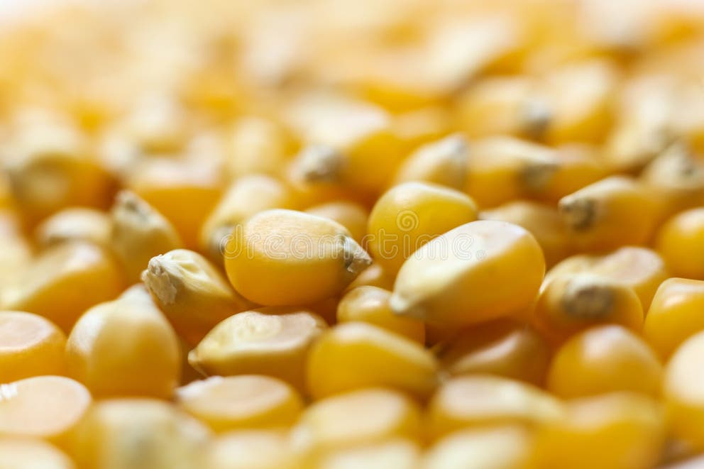 Macro Photo of Corn Kernels , Shallow Depth of Field Stock Image ...