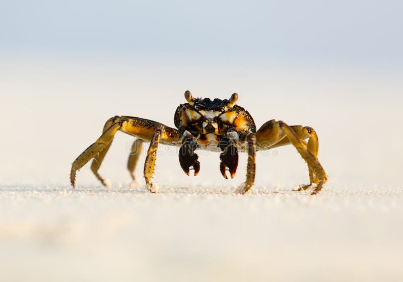 Macro Photo of Crab on the Beach Stock Image - Image of natural, nature ...