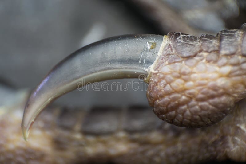 Macro photo of a crow claw stock photo. Image of scrawny - 186721668