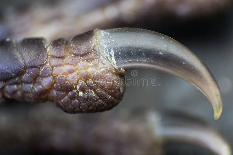 Macro photo of a crow claw stock image. Image of corvus - 186721643