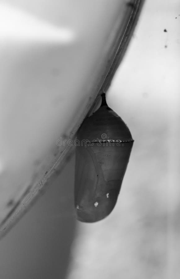 Macro Photo D'une Chrysalide De Cocon De Chenille De Monarque Image ...