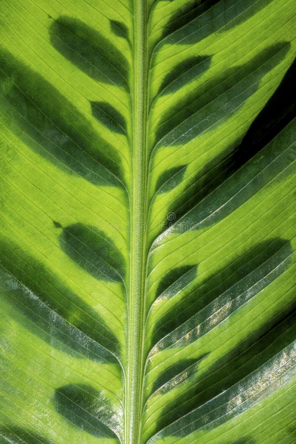 Macro Photo D'une Feuille Vert Clair De Plante Tropicale Photo stock ...