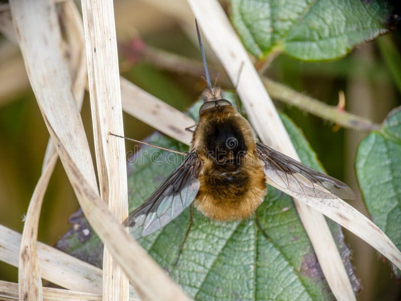 Macro Photo of Dark-Edged Bee-fly, Bombylius Major at Rest. Devon, UK ...