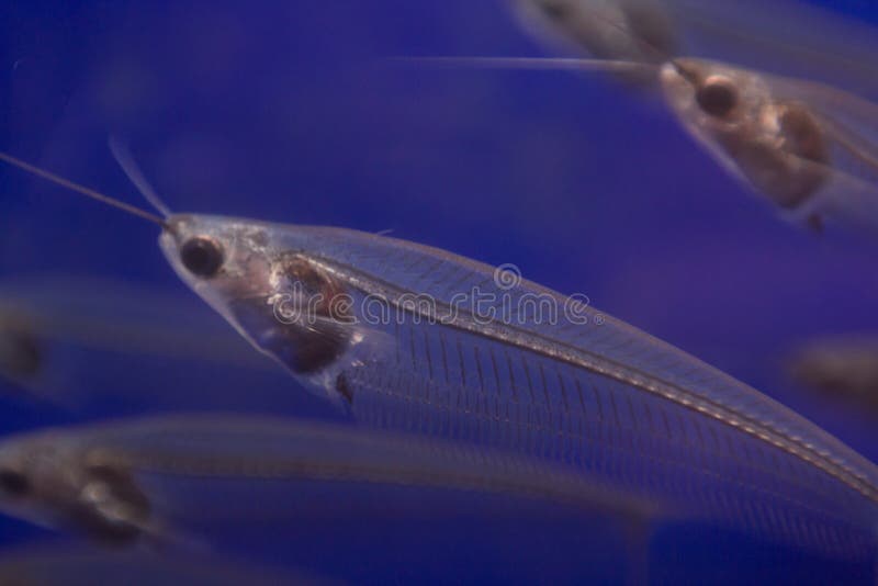 Poissons Transparents Photos Stock - Téléchargez 169 Photos libres de ...