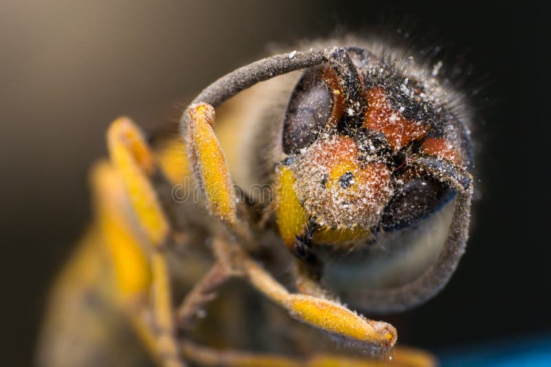 Macro photo of a dead wasp stock photo. Image of dead - 154894046