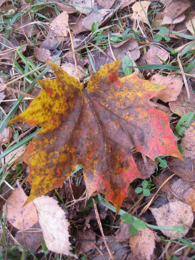 Macro Photo with a Decorative Background of a Colorful Fallen Maple ...
