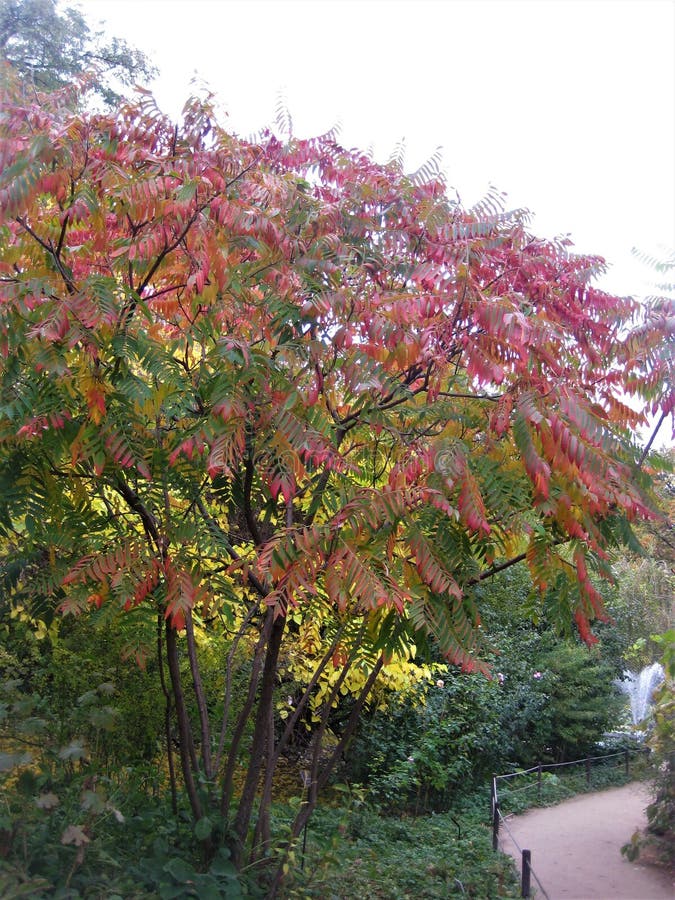 Macro Photo with a Decorative Background of Red Leaves on a Tree Branch ...