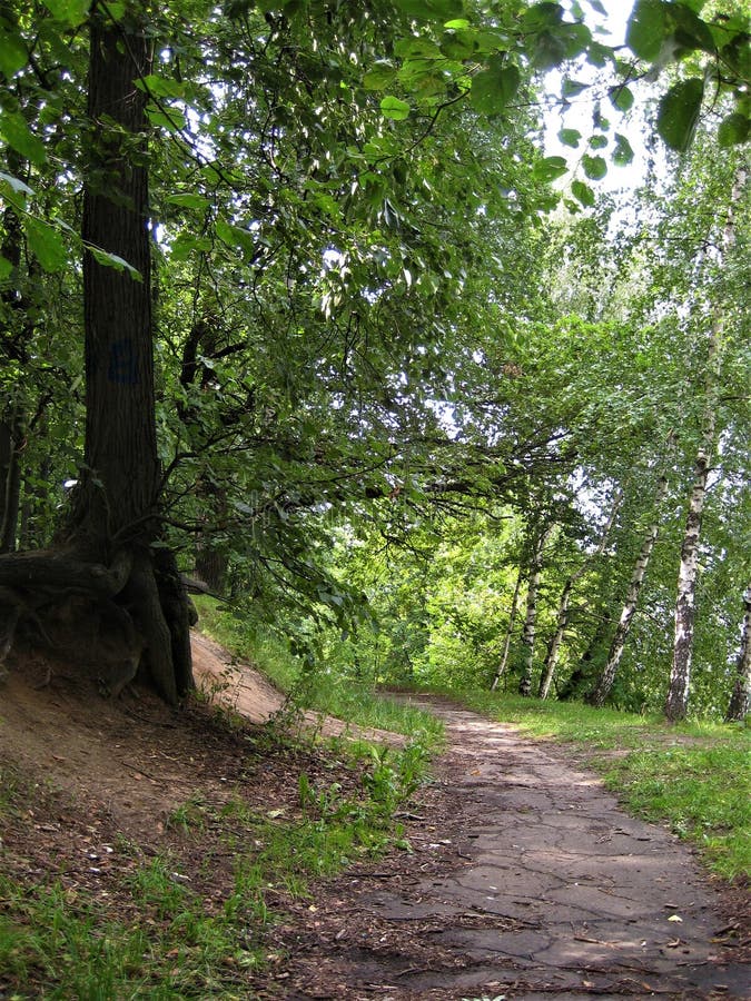 Macro Photo with Decorative Background of Summer Landscape with Forest ...