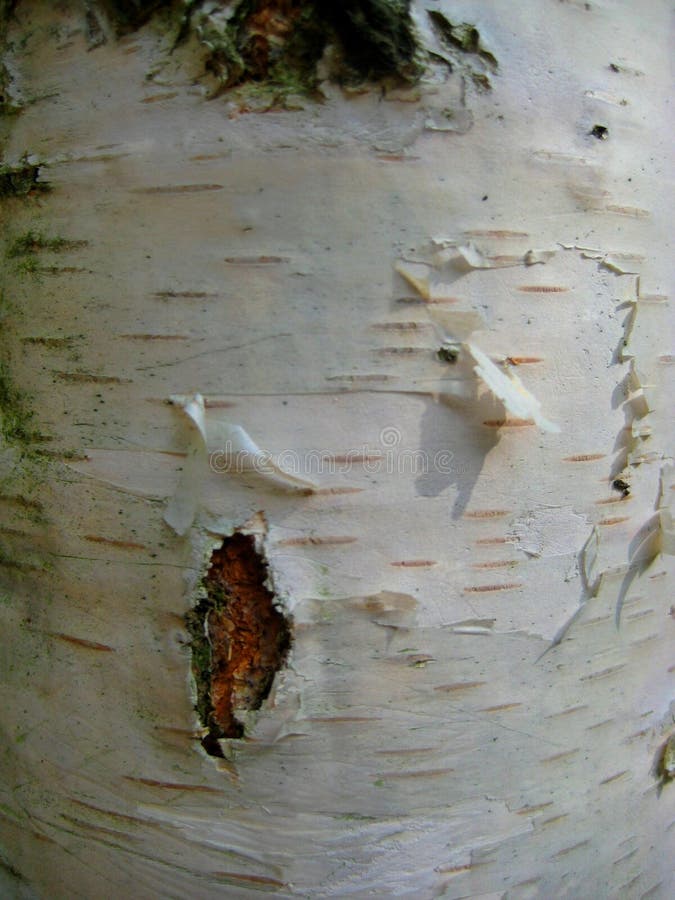 Bark of birch tree stock photo. Image of peels, details - 95671356