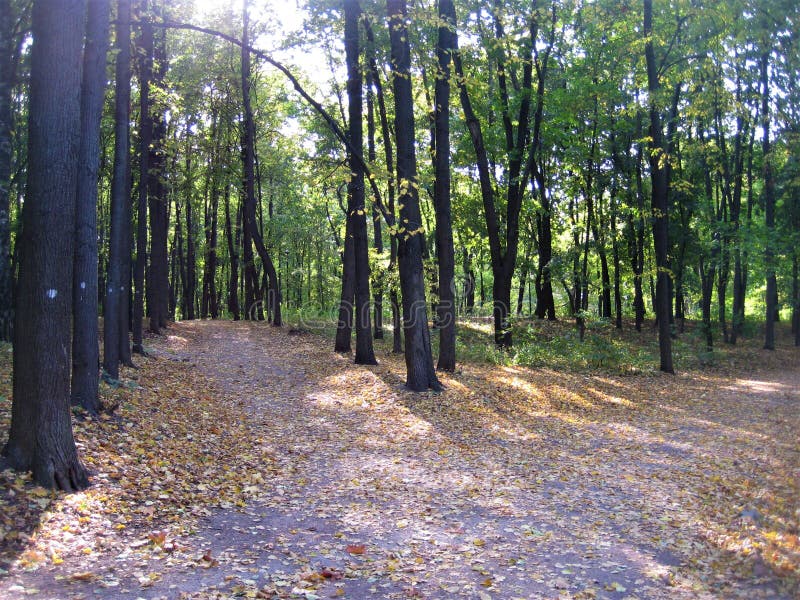 Macro Photo with a Decorative Landscape Background of Forest Paths with ...