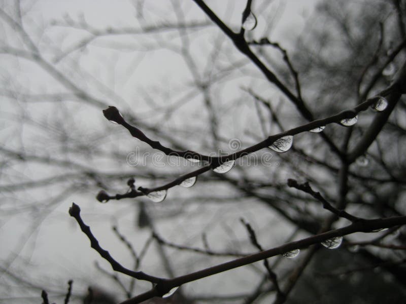 Macro Photo with Decorative Natural Background of Raindrops on Tree ...