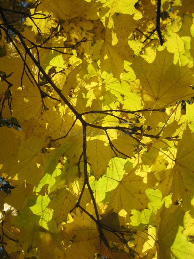 Macro Photo with a Decorative Natural Background of Yellow Maple Tree ...