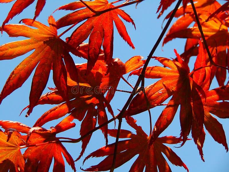 Macro Photo with Decorative Texture of Figured Red Maple Leaves on a ...