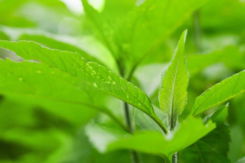 Feuilles Vert Clair De Palmier, Nature Tropicale Image stock - Image du ...
