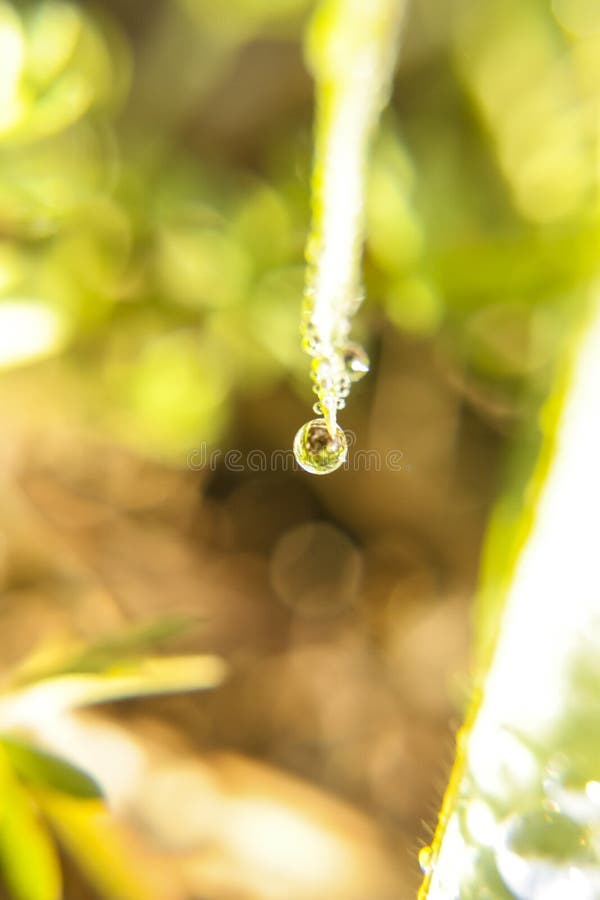 Macro Photo of a Dew Drop in the Morning with a Soft Perfect Bokeh ...