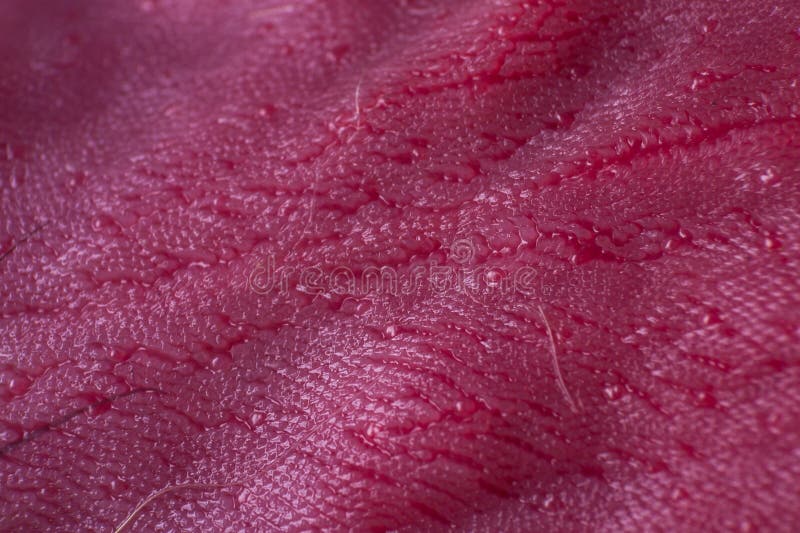 Macro Photo of a Dog Tongue Texture Stock Photo - Image of nose, macro: 271736176