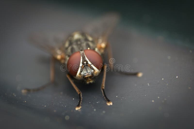 Macro Photo of a Domestic Fly Stock Photo - Image of domestic, nature ...