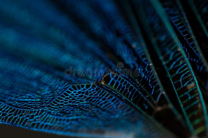 Macro Photo of a Dragon-fly Wing. Abstract Background Pattern Stock ...