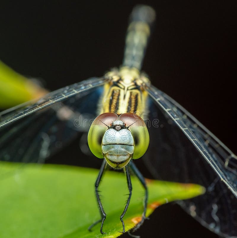 Macro Photo of Dragonfly Facing Front, Standing on Leaf Stock Image ...