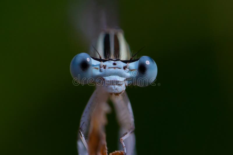 Macro Photo of Dragonfly. Insect with Wings Stock Image - Image of ...