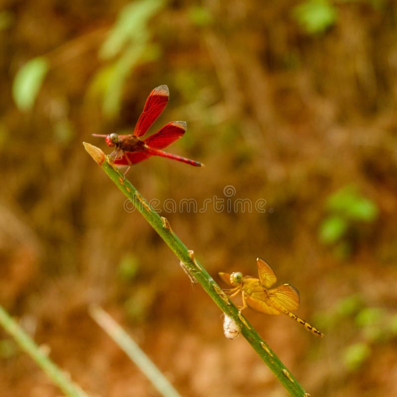 Macro Photo of Dragonfly Perched on a Tree Branch Stock Image - Image ...