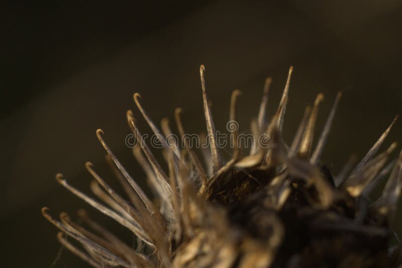 Macro Photo of Dry Bur(fruit) of Burdock with Thorns Stock Image ...