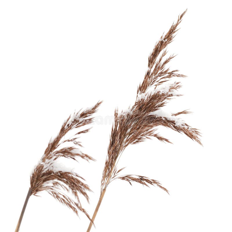 Dried Bush Grass Panicles on White Background Stock Photo - Image of ...