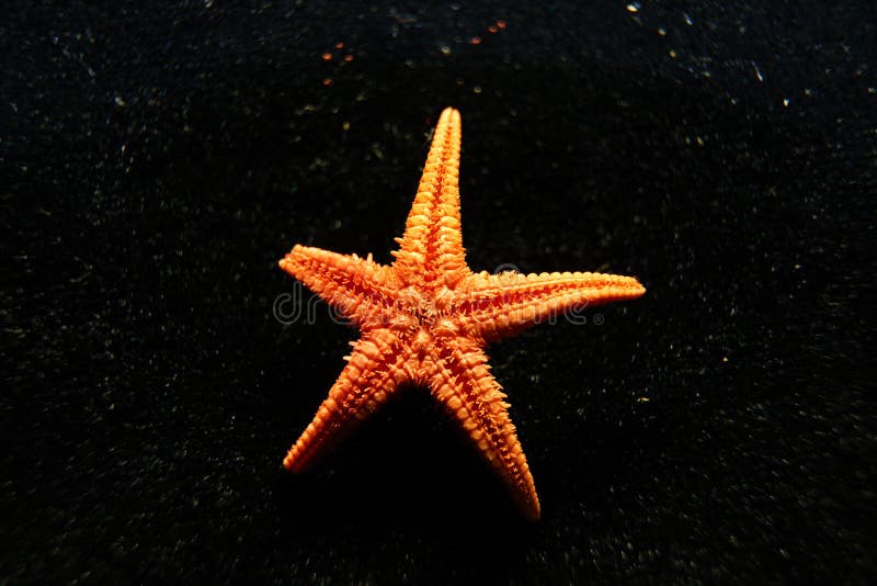 Macro Photo of a Dry Starfish Stock Photo - Image of abstract, aquatic ...
