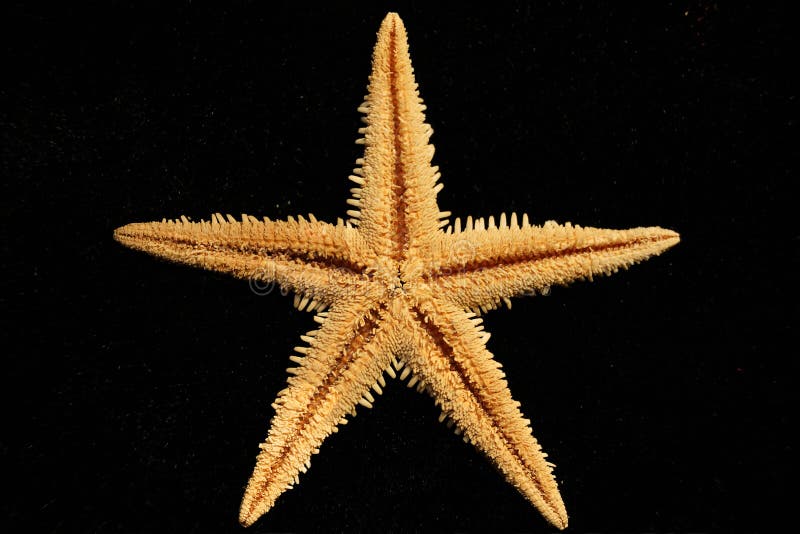 Macro Photo of a Dry Starfish Stock Photo - Image of bright, star ...