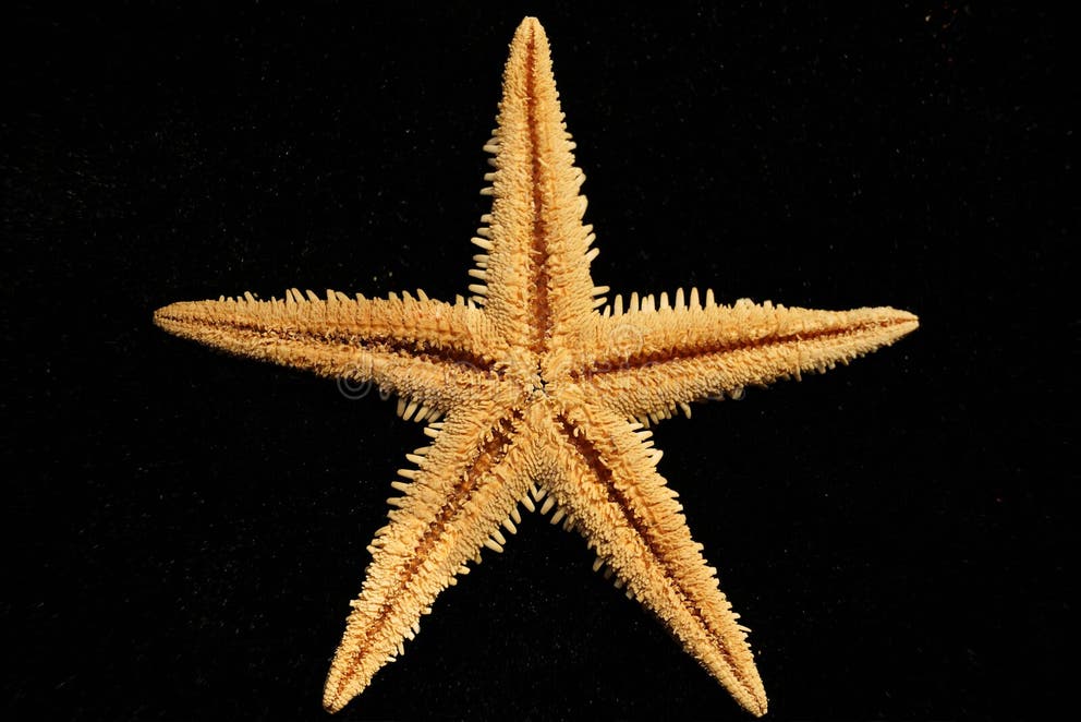 Macro Photo of a Dry Starfish Stock Photo - Image of bright, star ...