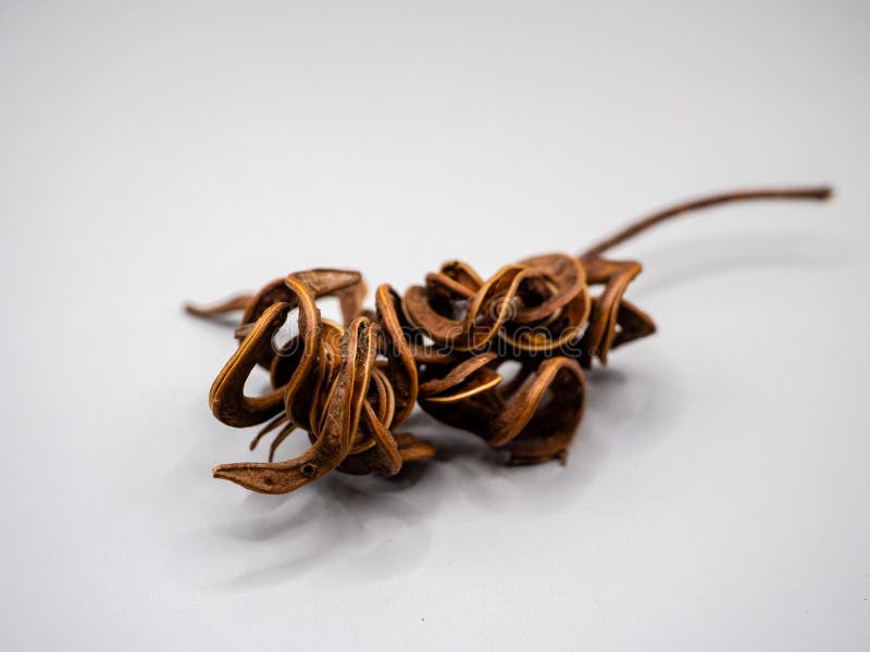 Dry wattle seed bark. stock photo. Image of australia - 300159280