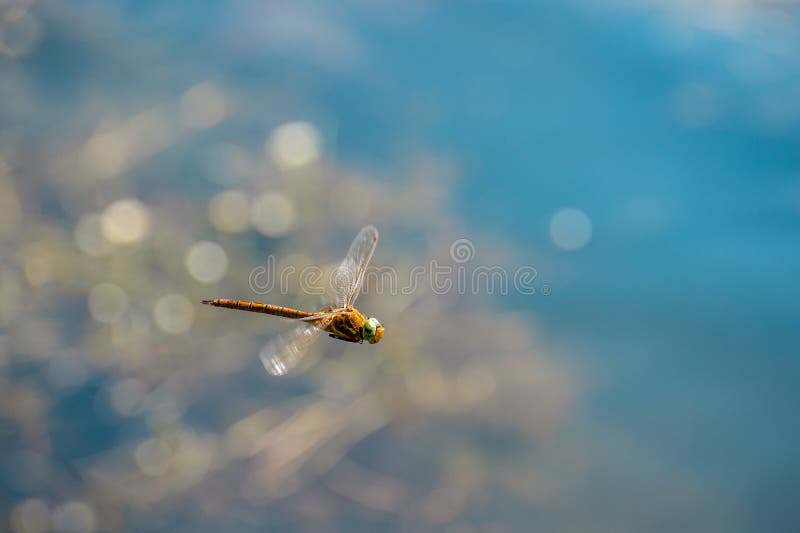 Macro Photo Du Vol De Libellule Sur L'eau Image stock - Image du darter ...