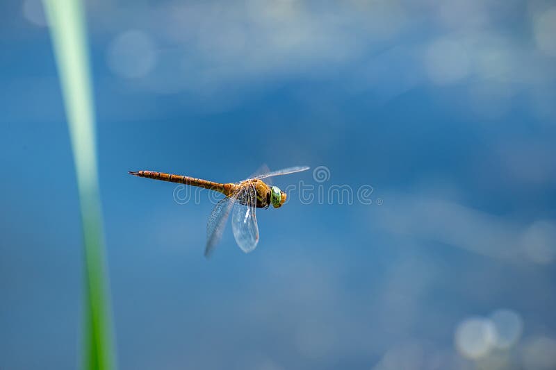 Macro Photo Du Vol De Libellule Sur L'eau Image stock - Image du darter ...