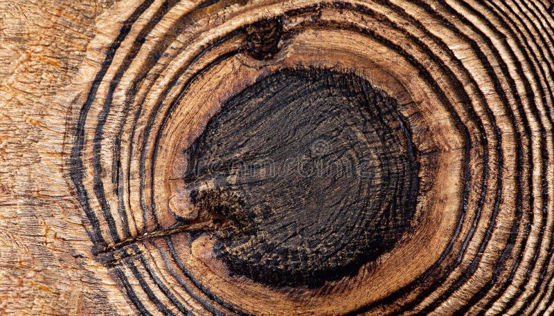 Macro Photo of an Ebony Tree_round Surface with Wood Texture Stock ...
