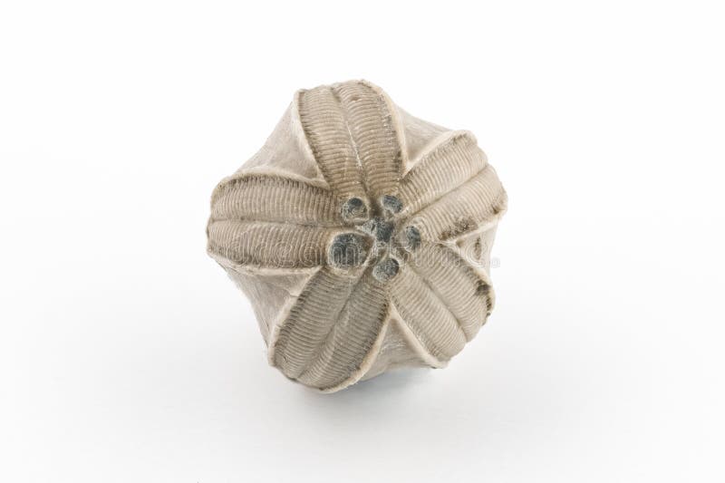 Echinodermata Blastoid Stock Photos - Free & Royalty-Free Stock Photos ...