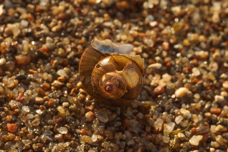 Macro Photo of an Empty Broken Freshwater Stock Image - Image of fauna ...