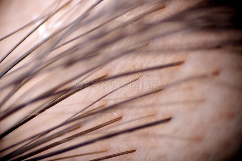 Macro photo eyebrow hair stock photo. Image of girl, coloration - 72992936