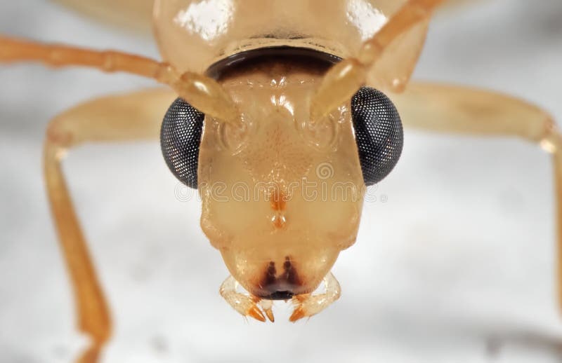 Macro Photo of Face of Beetle on White Floor Stock Image - Image of ...