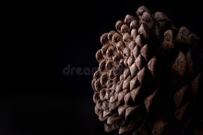 Macro photo of a fir cone. stock photo. Image of wooden - 258475756