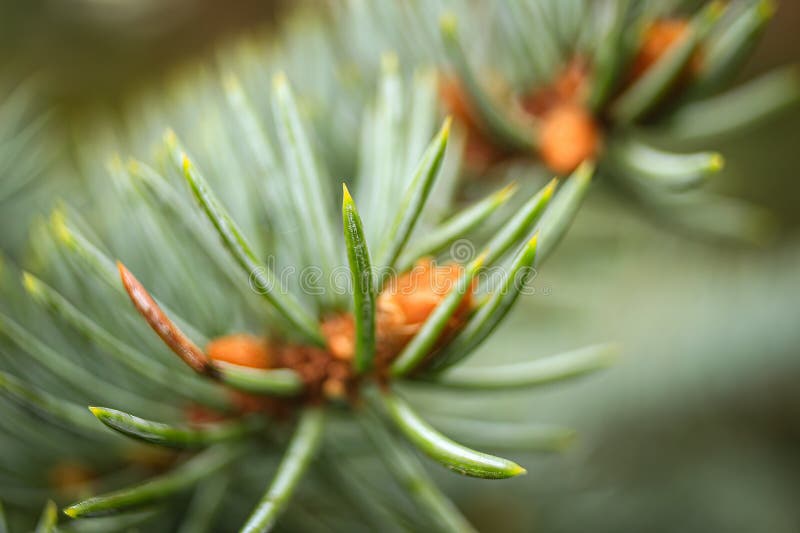 Fir Tree Branch with Little Cones - Macro Photo Stock Photo - Image of ...