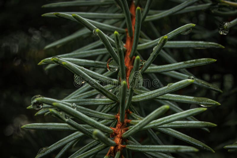 Macro Photo of Fir Tree Leaves Stock Image - Image of forest, close ...