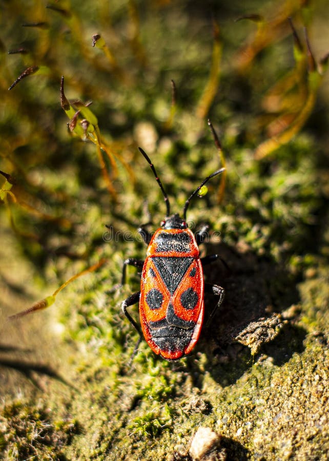 Macro photo of a firebug stock image. Image of magnification - 313821671